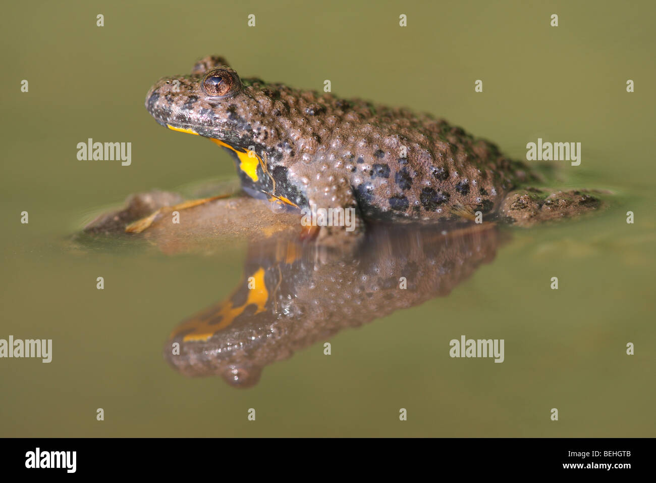 Yellow bellied toads hi-res stock photography and images - Alamy