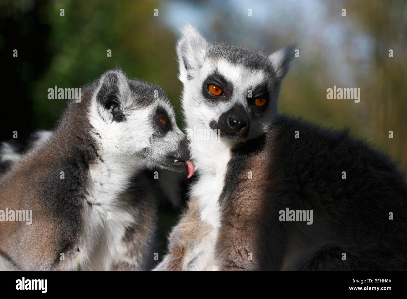 Two ring tailed lemurs grooming Stock Photo - Alamy