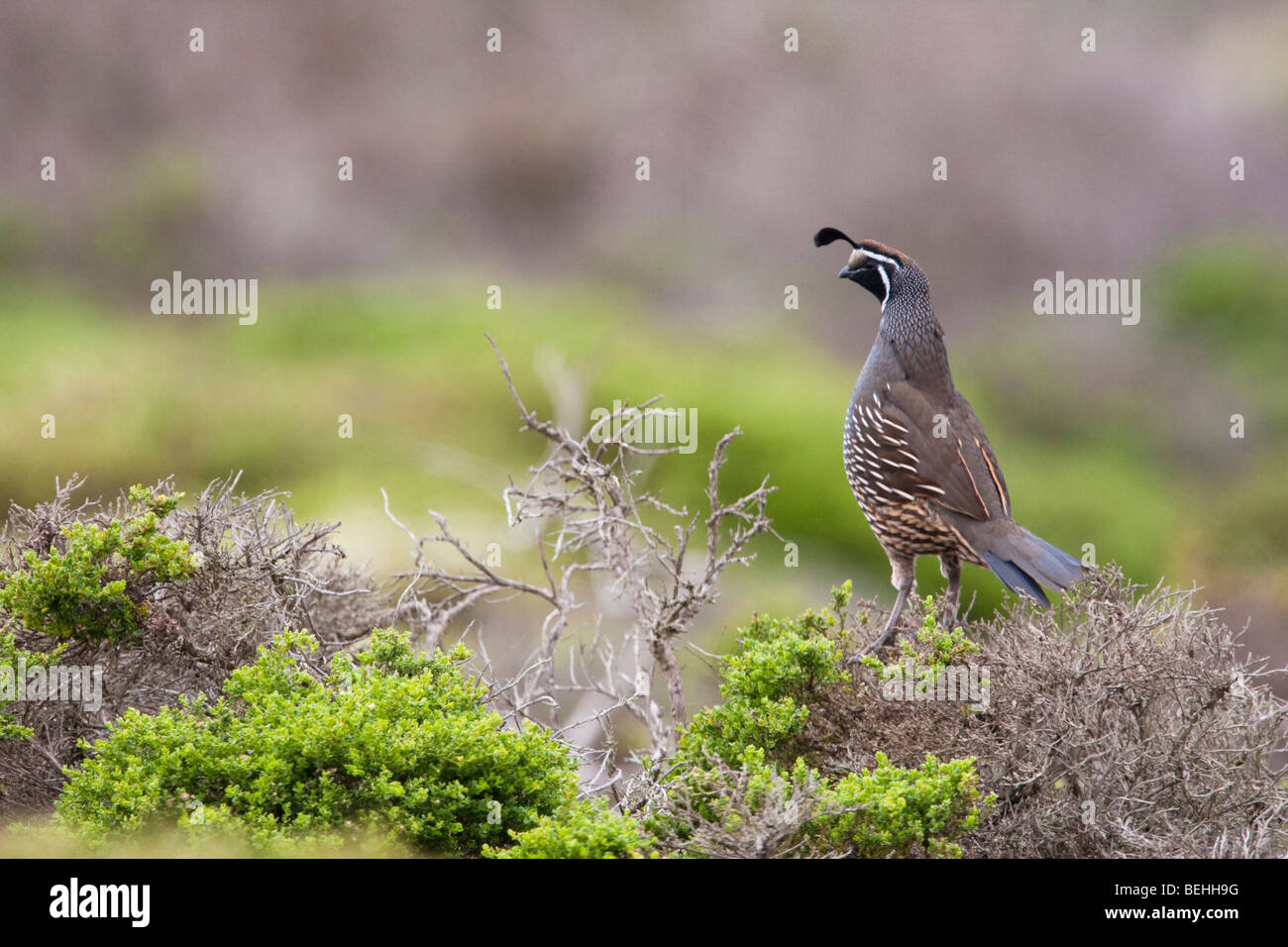 California Quail male (Callipepla californica), Abbotts lagoon, Point ...