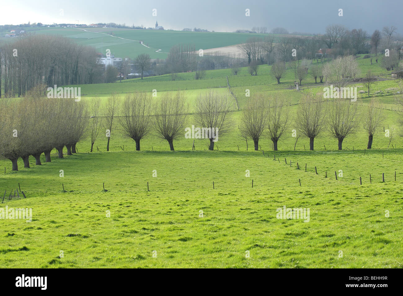 Bocage landscape with pollard Willow trees (Salix sp.), Flemish ...