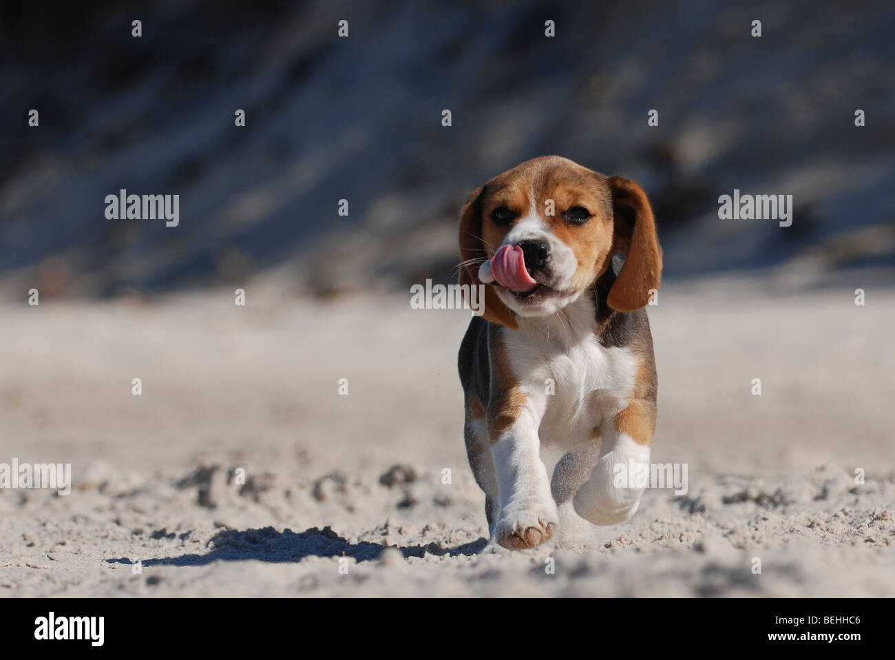 Puppy on the beach hi-res stock photography and images - Alamy