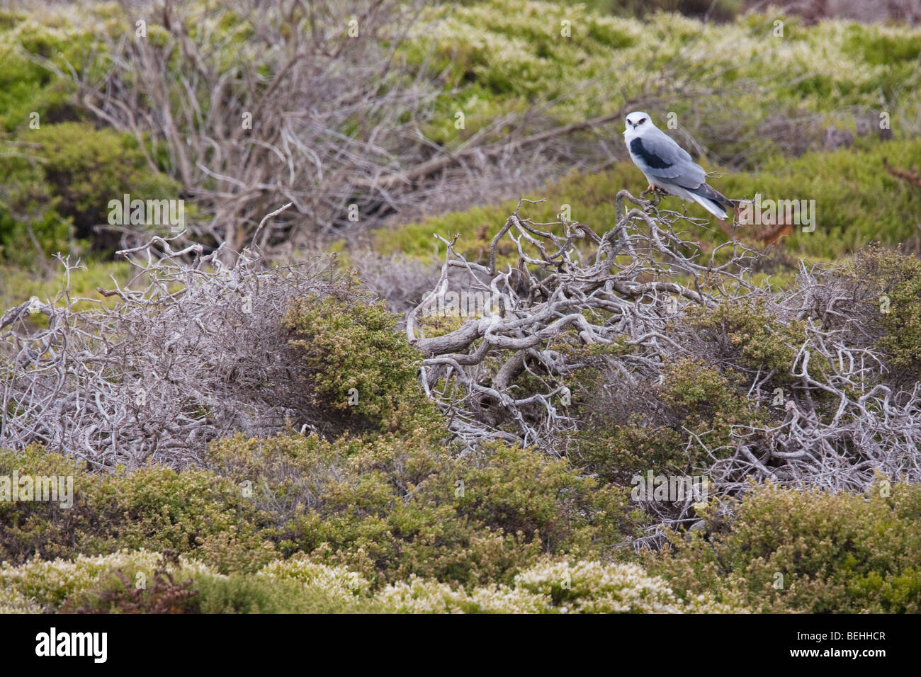 White-tailed Kite (Elanus leucurus) in its environment, Abbotts Lagoon ...