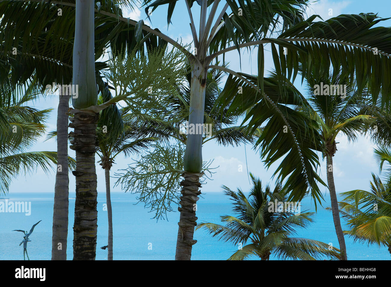 Low angle view of Palm trees, Puerto Rico Stock Photo - Alamy