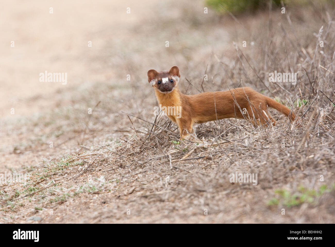 California Weasel