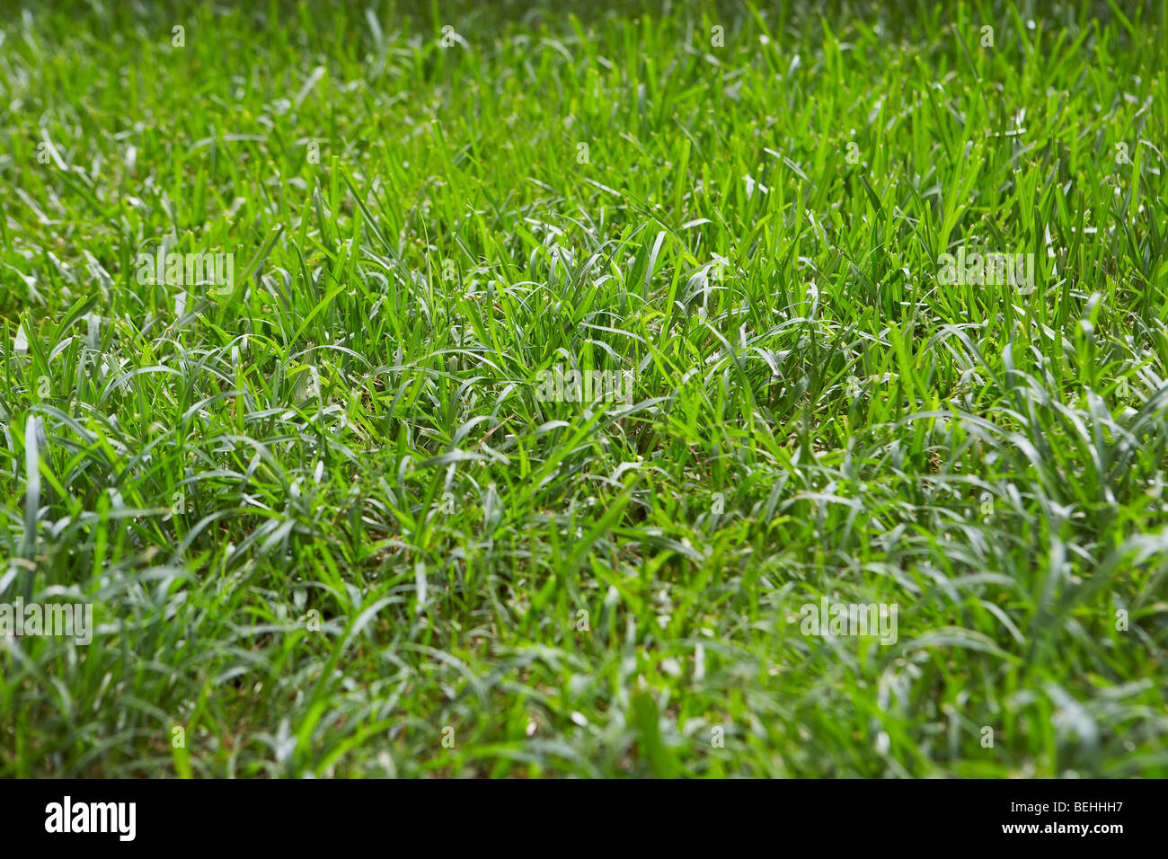 Grass in a backyard Stock Photo - Alamy