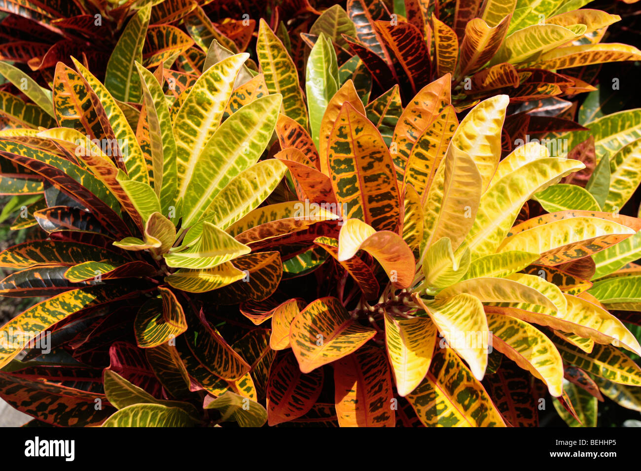 Codiaeum variegatum pictum hi-res stock photography and images - Alamy