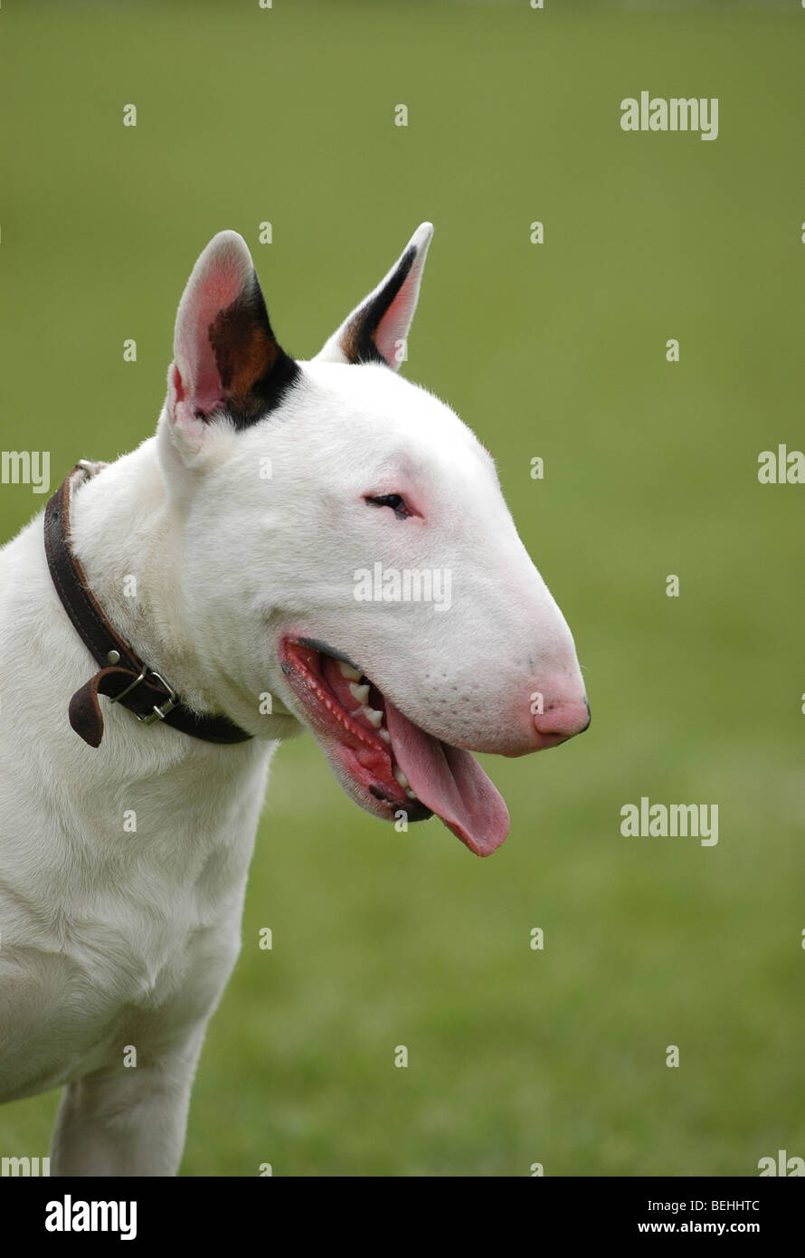 Are Bull Terriers Inbred