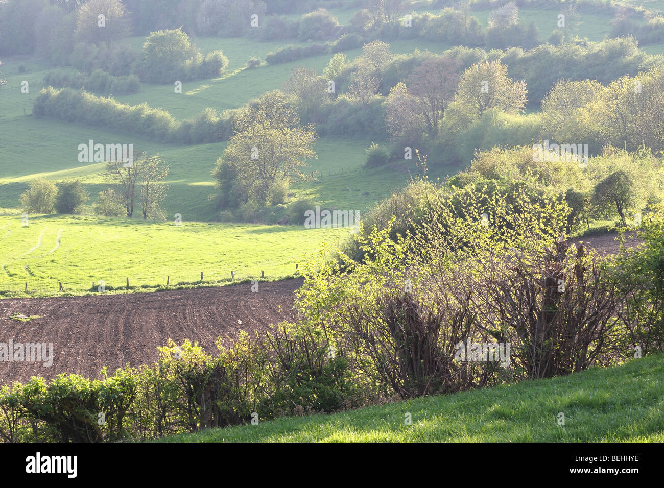Bocage landscape with hedges and trees, Voeren, Belgium Stock Photo - Alamy