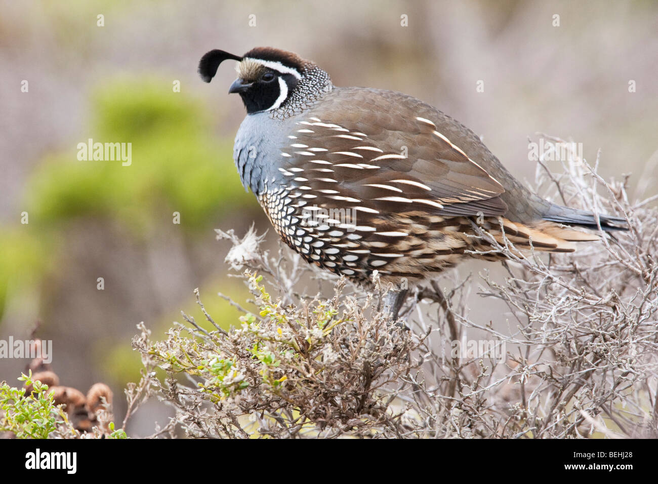 California Quail male (Callipepla californica), Abbotts lagoon, Point ...