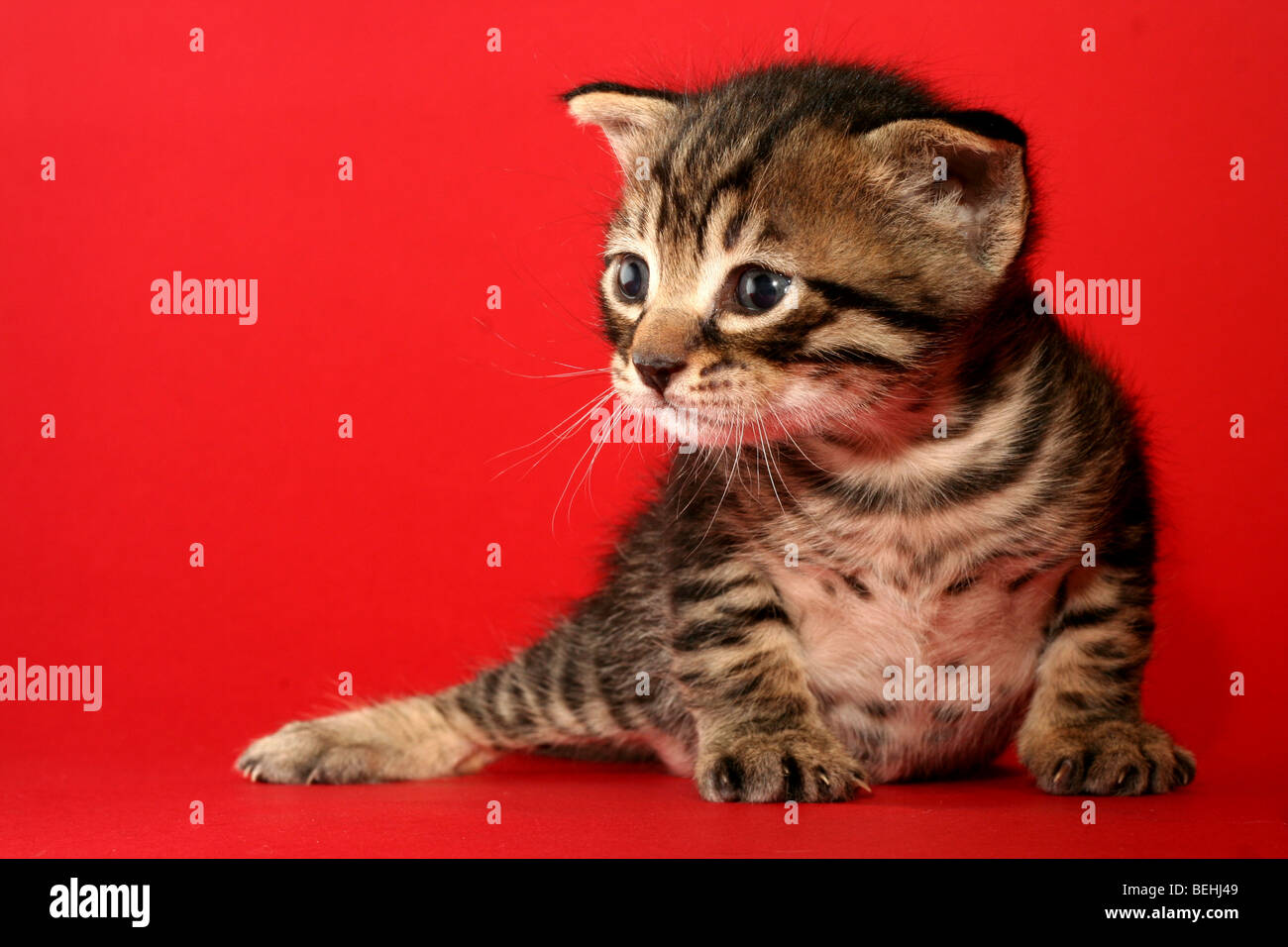 Cutout of a one week old kitten on red background Stock Photo - Alamy