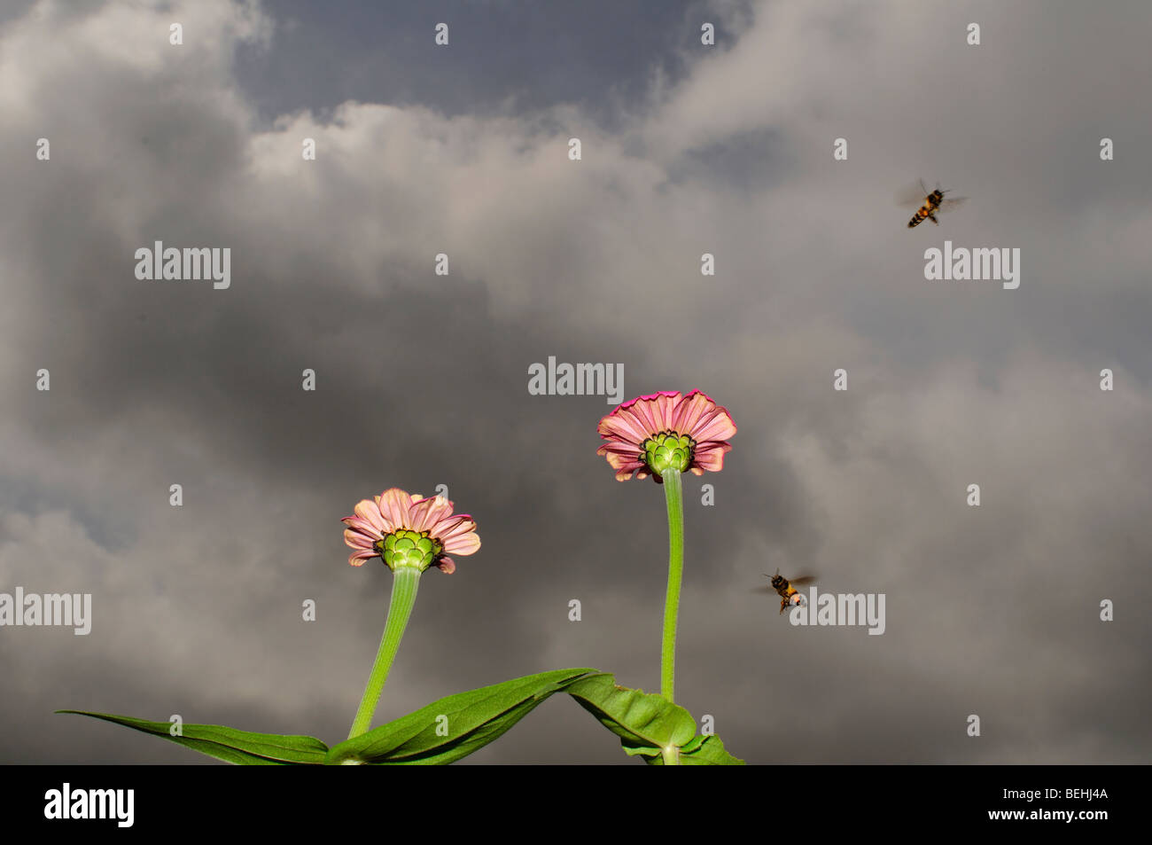 Cloud of bees hi-res stock photography and images - Alamy