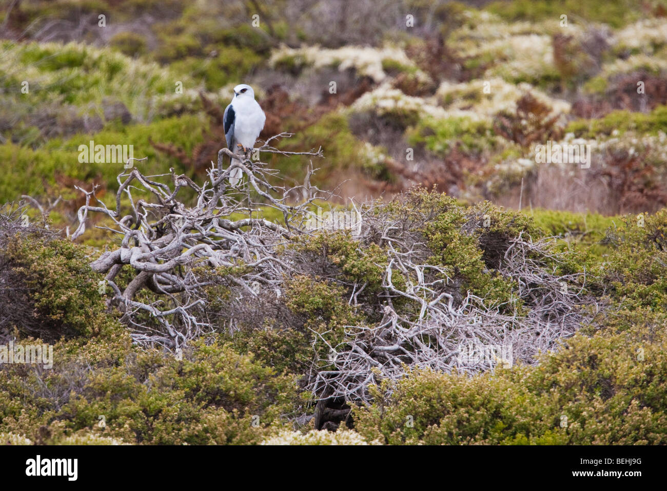 White-tailed Kite (Elanus leucurus) in its environment, Abbotts Lagoon ...