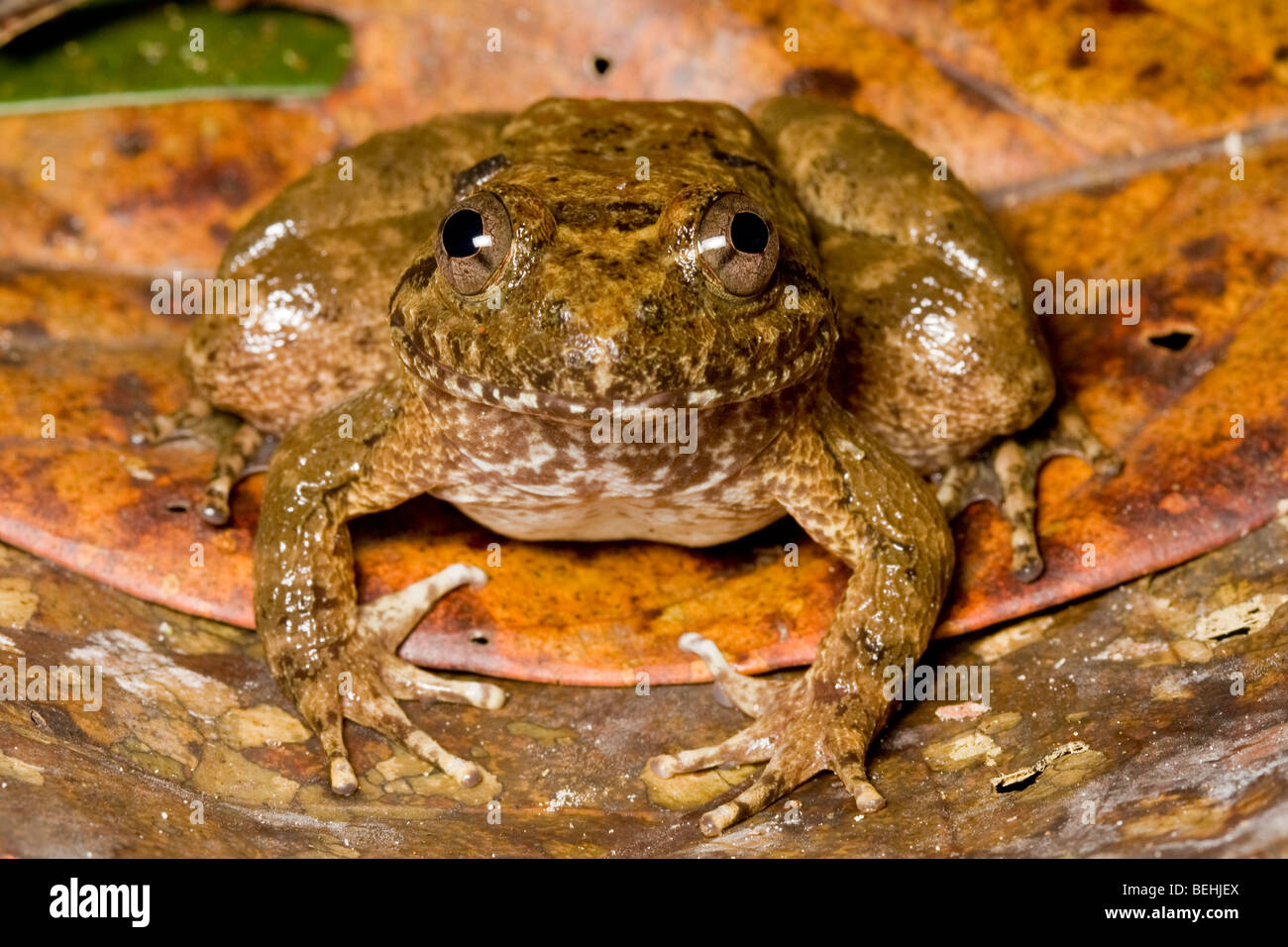 Kuhl's Creek Frog, Kinabalu National Park, Sabah, Borneo Stock Photo ...