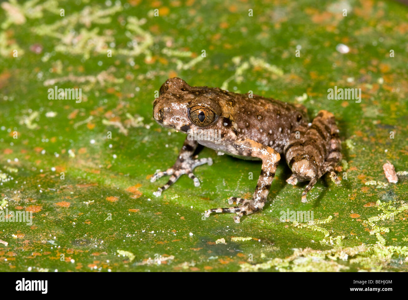 Dwarf Litter Frog, Kinabalu National Park, Borneo Stock Photo - Alamy