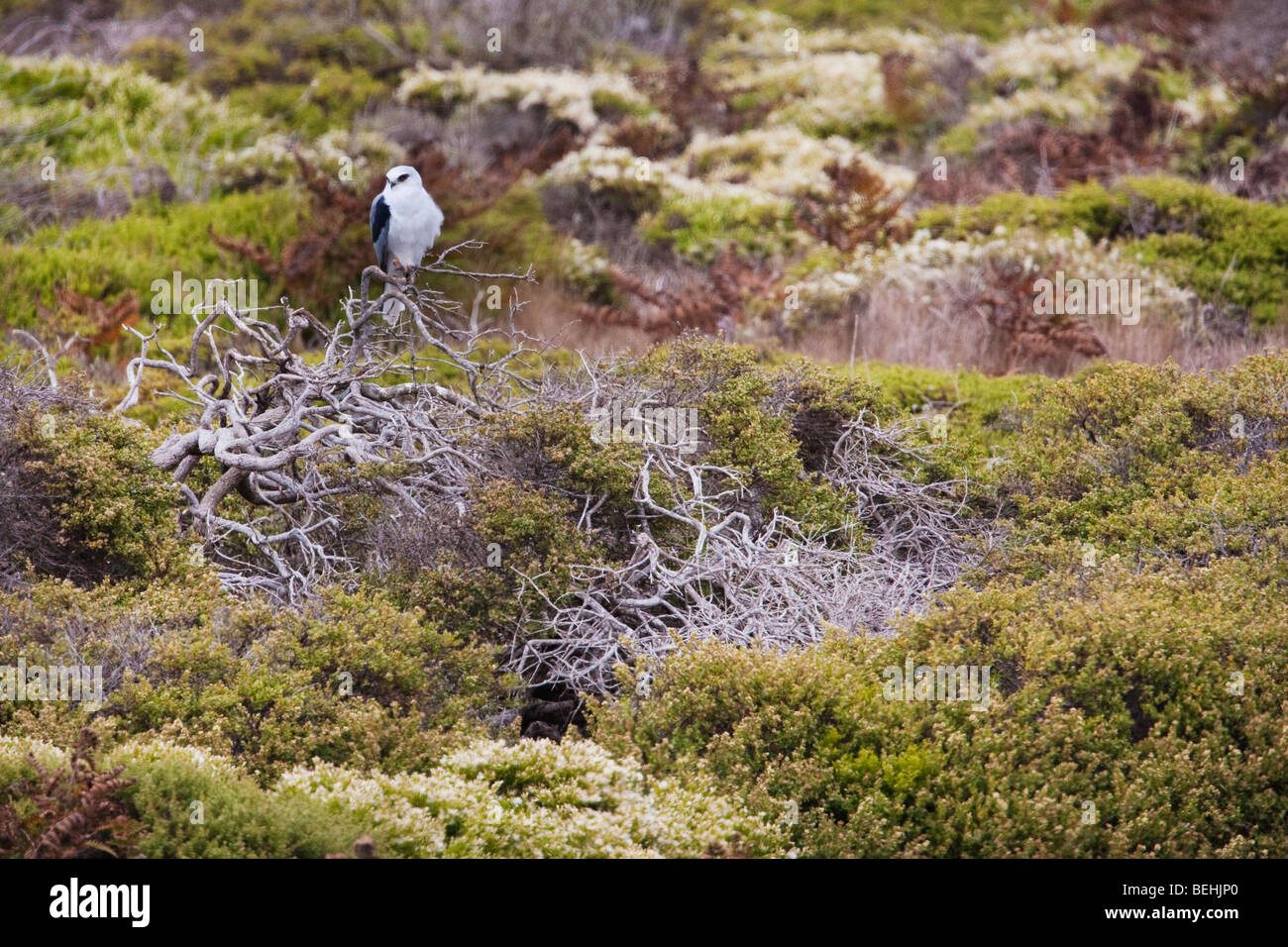 White-tailed Kite (Elanus leucurus) in its environment, Abbotts Lagoon ...