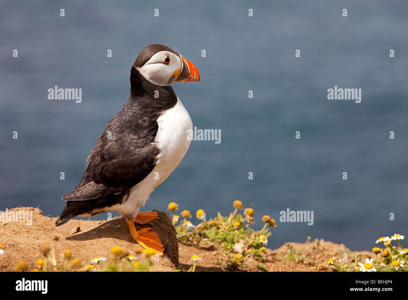 Puffin standing near the sea Stock Photo - Alamy