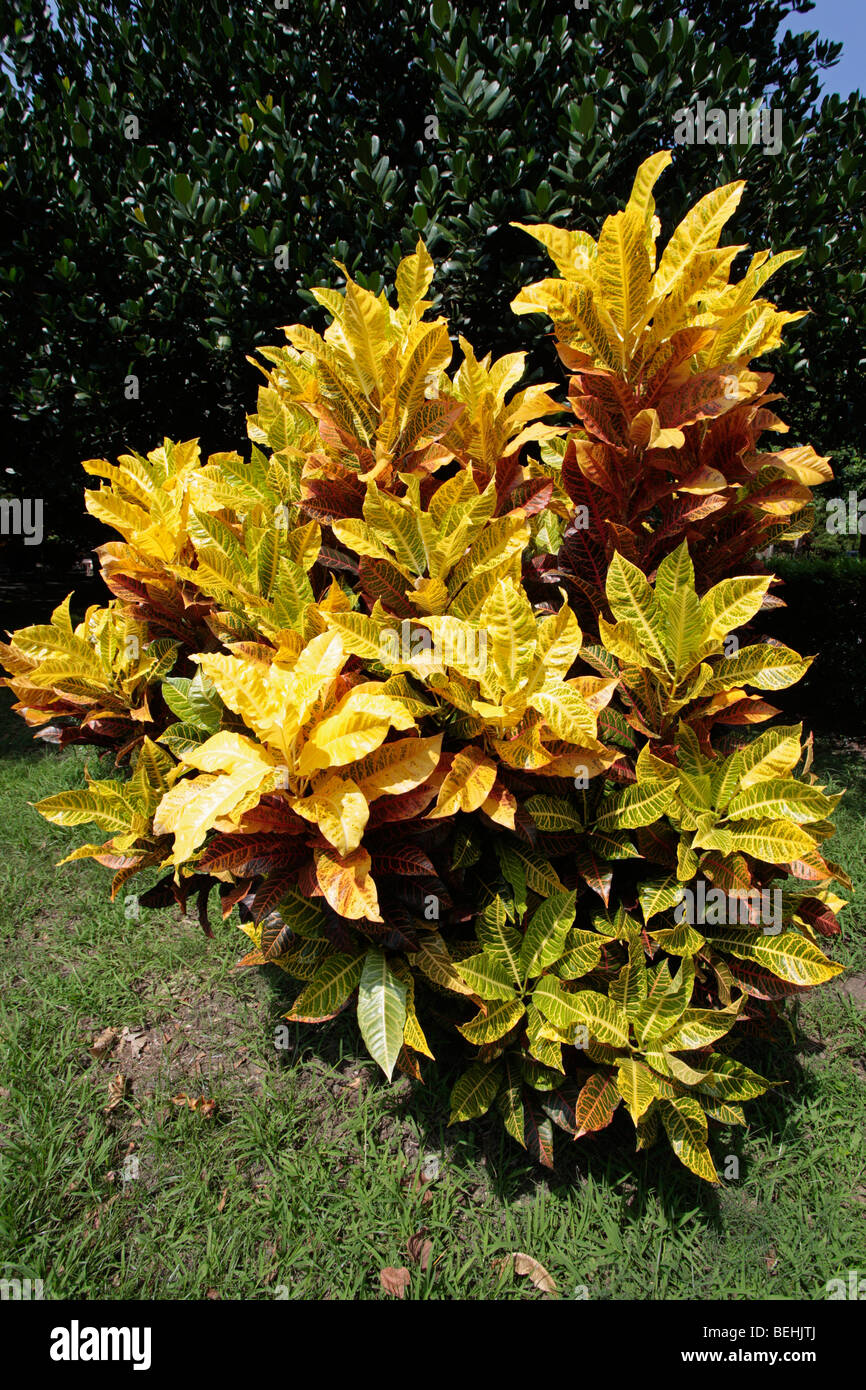 Codiaeum variegatum is blooming in garden Stock Photo - Alamy