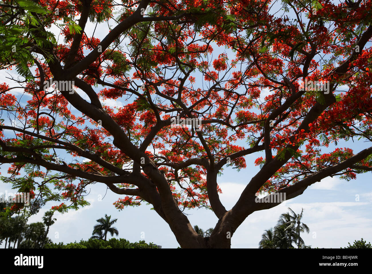 Low angle view of a Flame tree (Delonix regia Stock Photo - Alamy