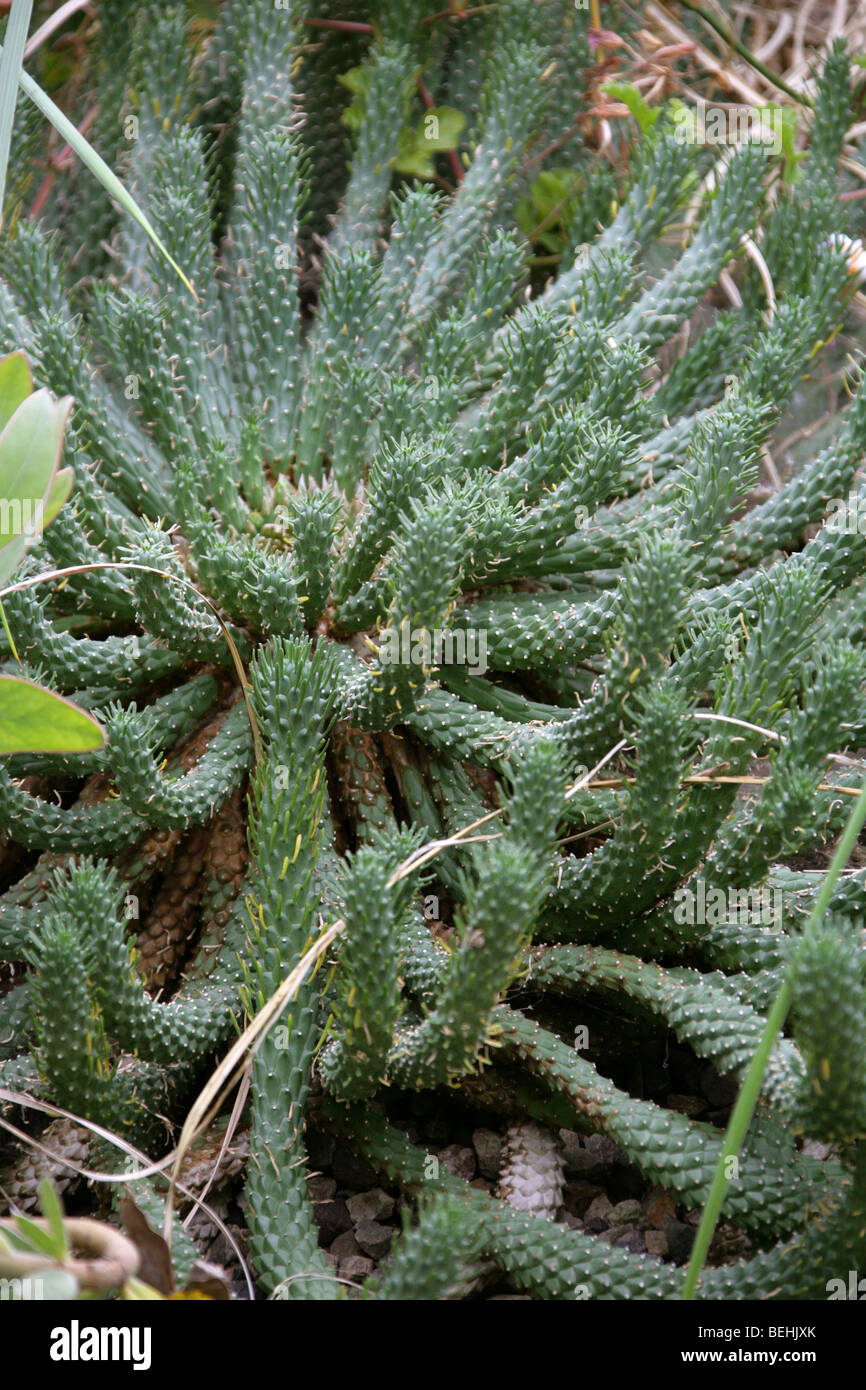 Medusa head euphorbia caput medusae euphorbiaceae hi-res stock ...