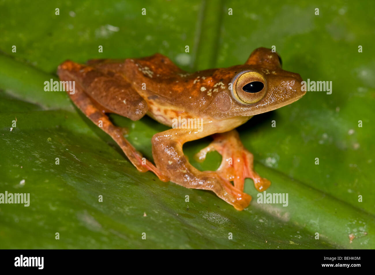 Flying frog hi-res stock photography and images - Alamy