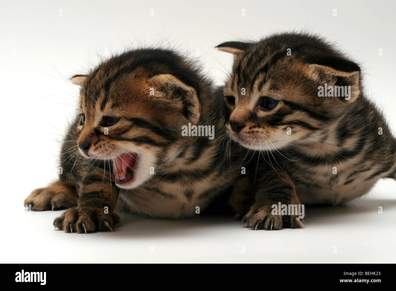 Cutout of two one week old kittens on white background Stock Photo - Alamy