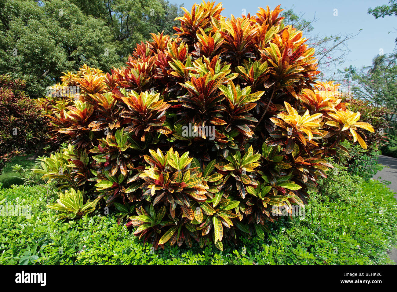 Codiaeum variegatum pictum hi-res stock photography and images - Alamy