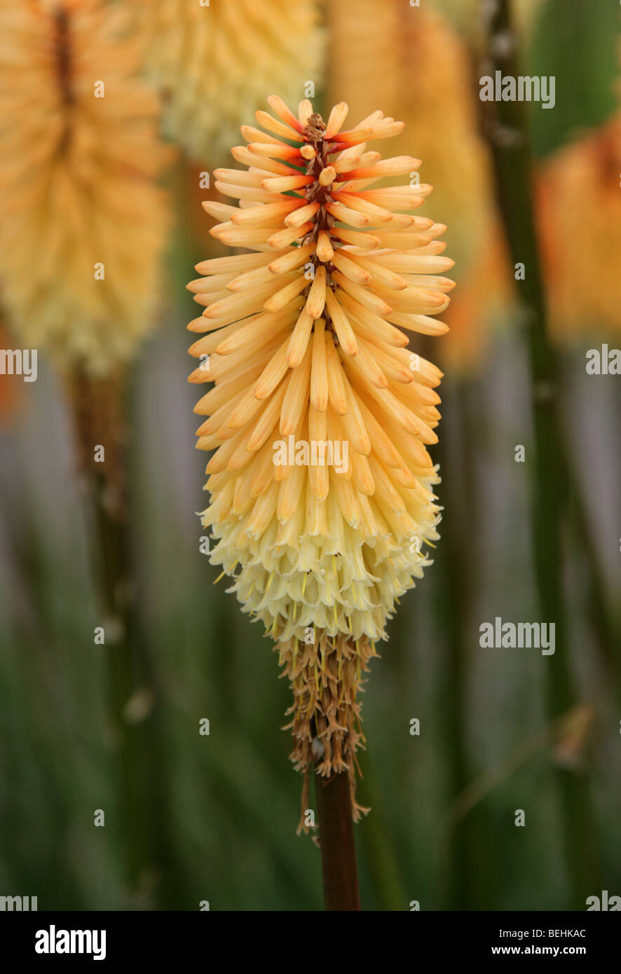 Torch lily hybrid hi-res stock photography and images - Alamy