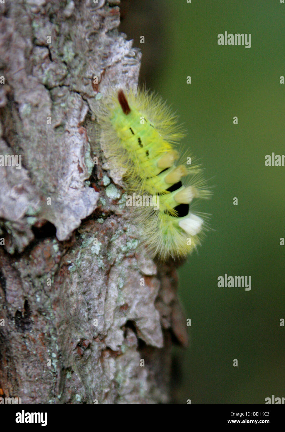 Caterpillar of the Pale Tussock Moth or Red-tail Moth, Calliteara ...
