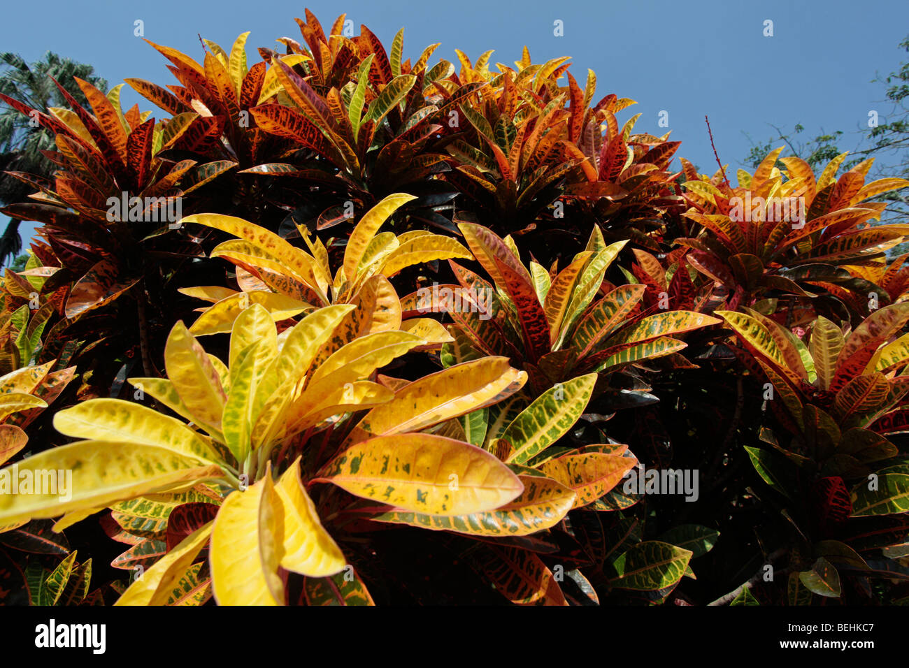 Codiaeum variegatum is blooming in garden Stock Photo - Alamy
