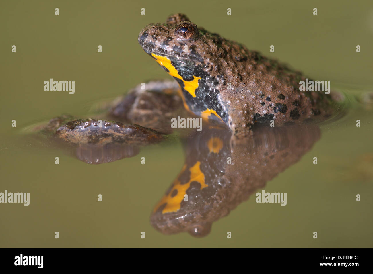 Yellow-bellied toad (Bombina variegata) in pond, Europe Stock Photo - Alamy