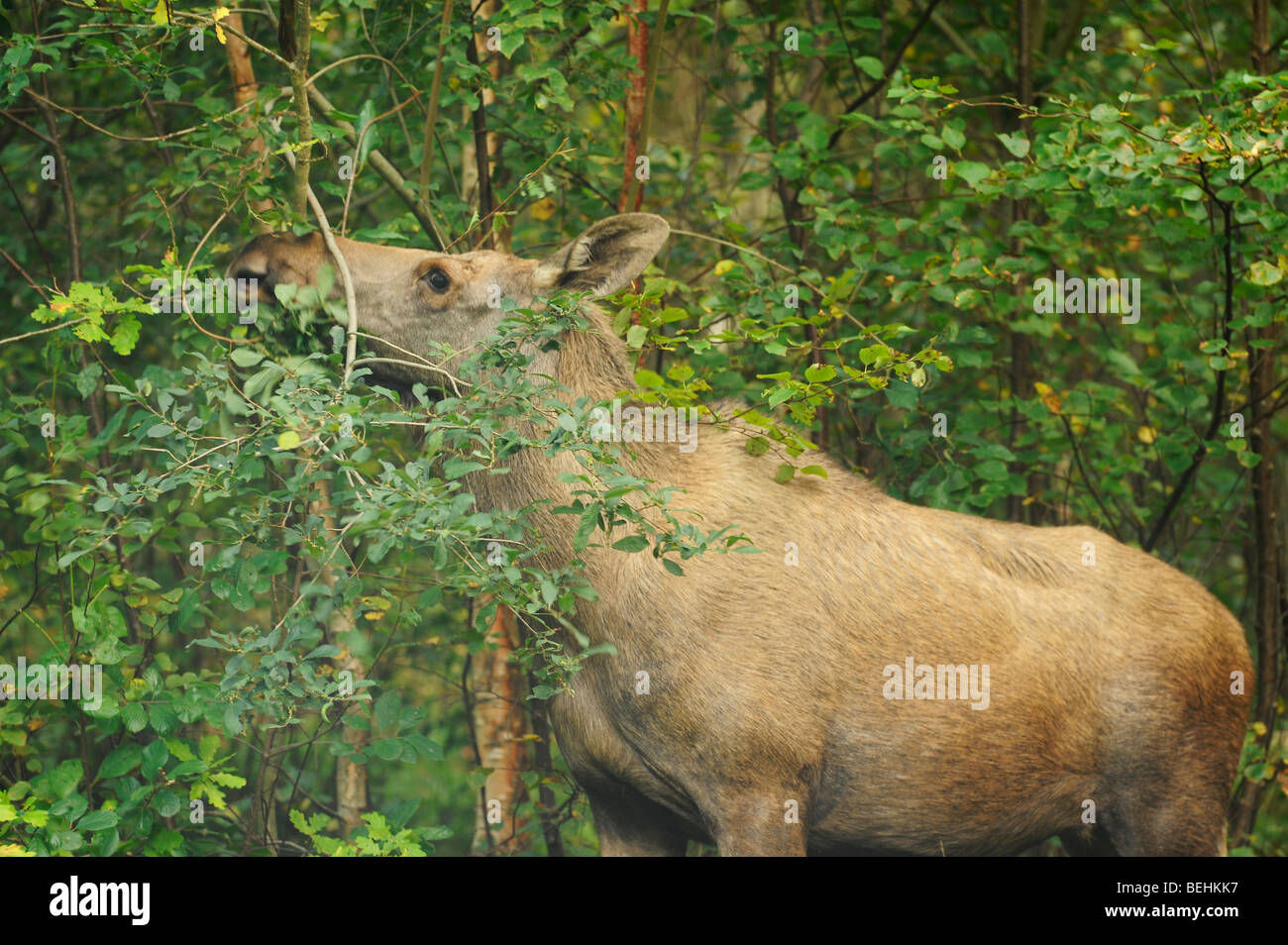 moose calf eating of tree leafs, Sweden Stock Photo - Alamy