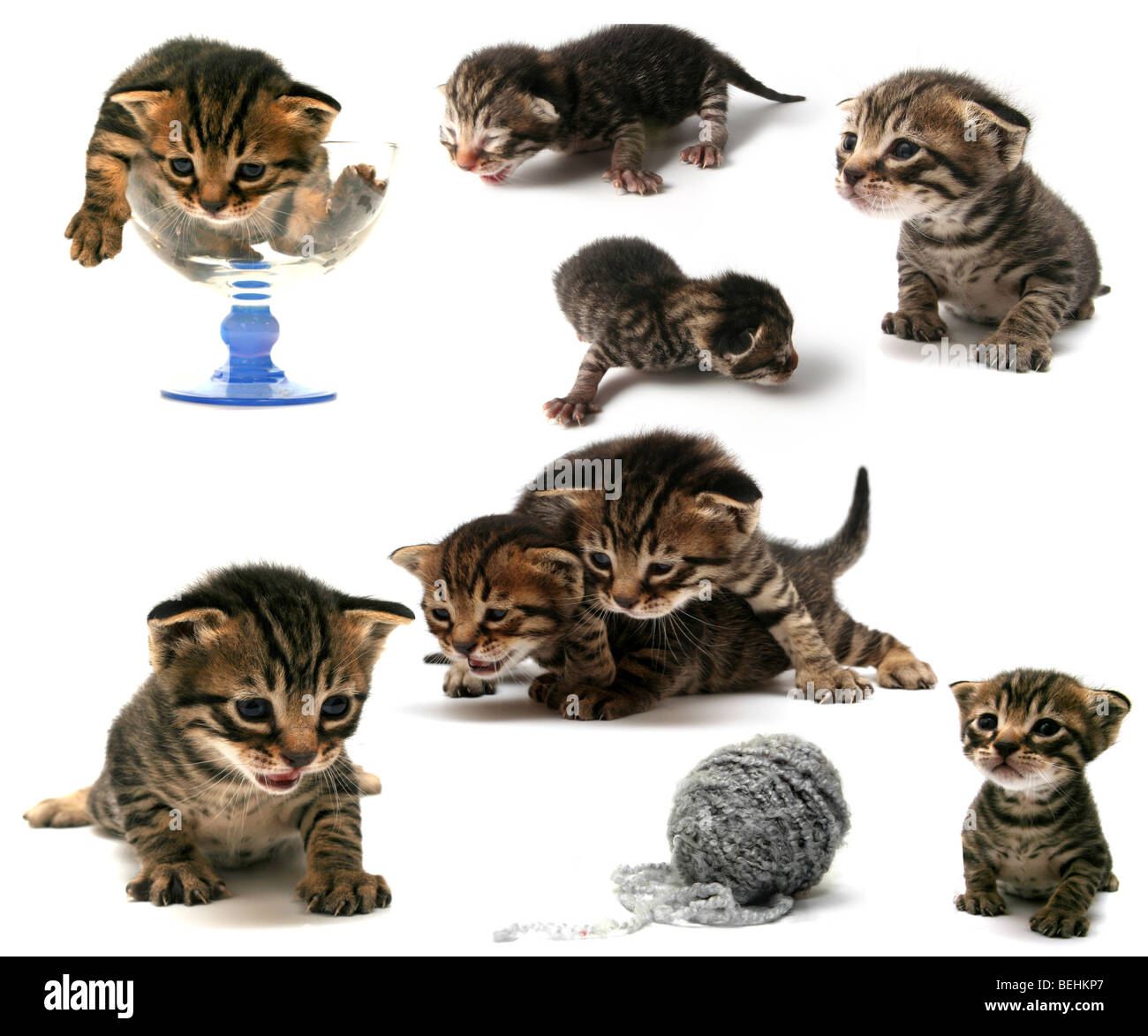 Collage of 7 images of a curious one week old kitten in various poses ...