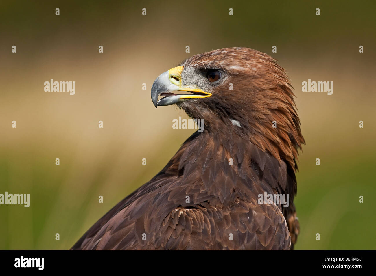 To the golden eagle hi-res stock photography and images - Alamy