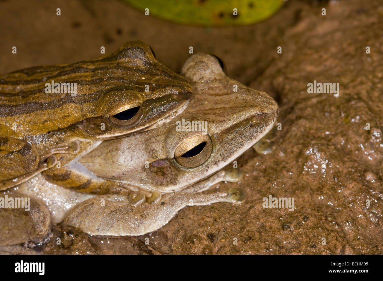 Four-lined Tree Frog, Danum Valley, Borneo Stock Photo - Alamy