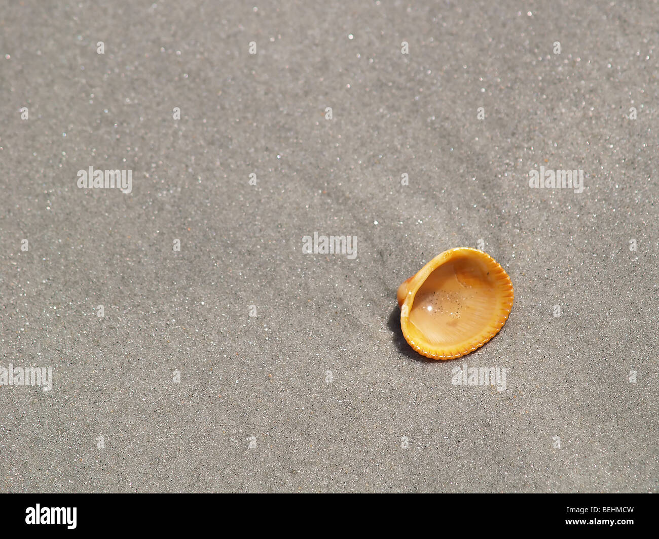 A single orange shell lying on a sandy beach with the sun glinting off ...