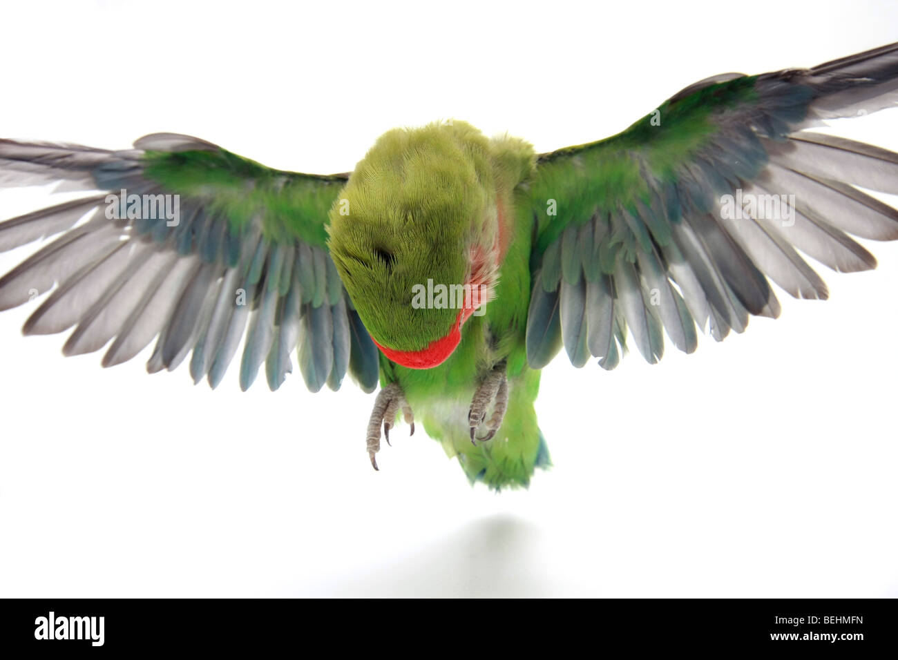 Green Parakeet Flying
