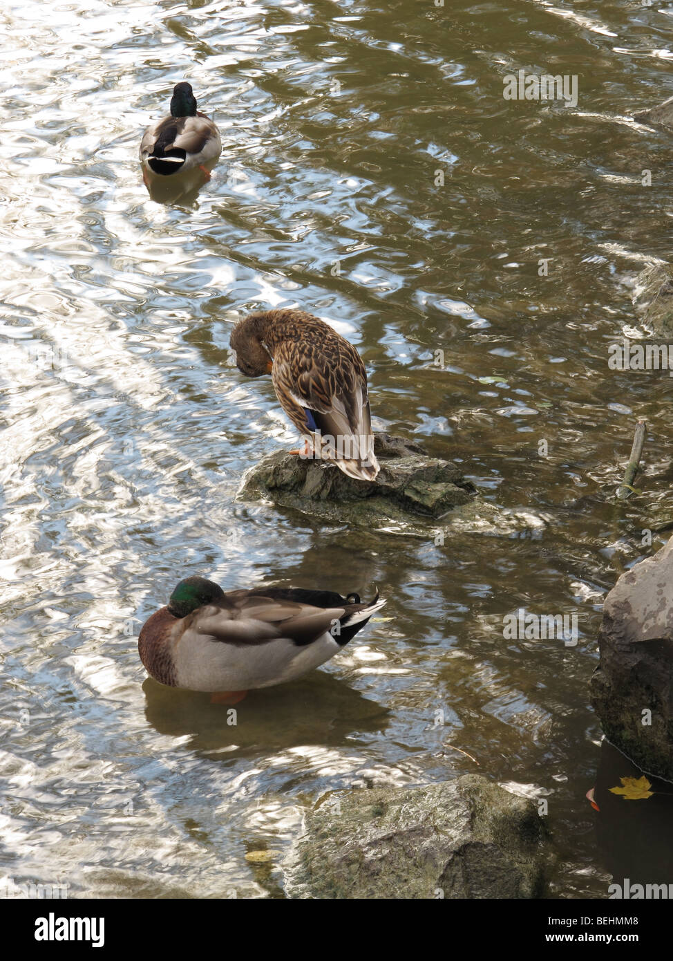 Resting ducks by the water hi-res stock photography and images - Alamy
