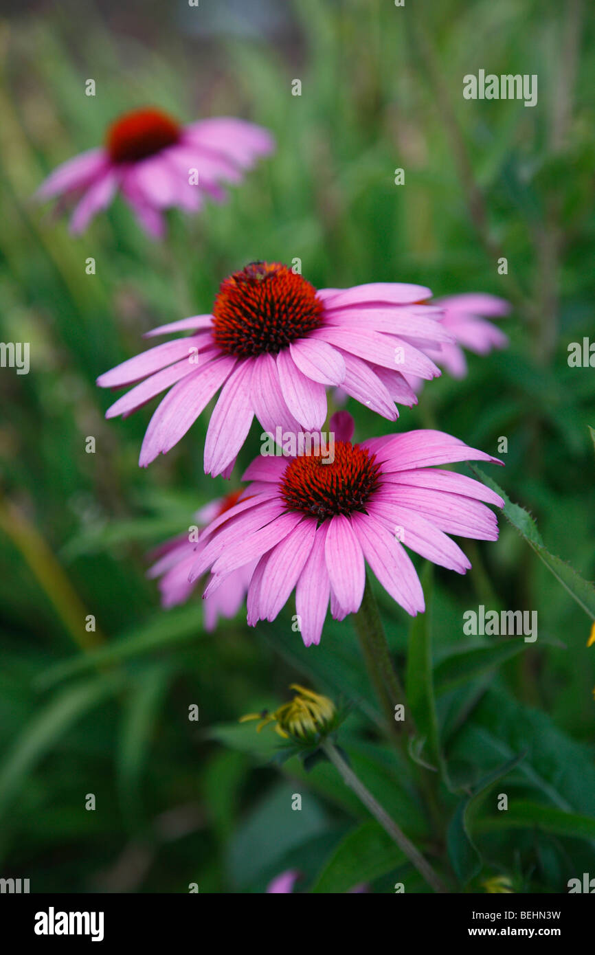 Purple Cone Flowers Echinacea purpurea Coneflowers Echinacea purpurea ...