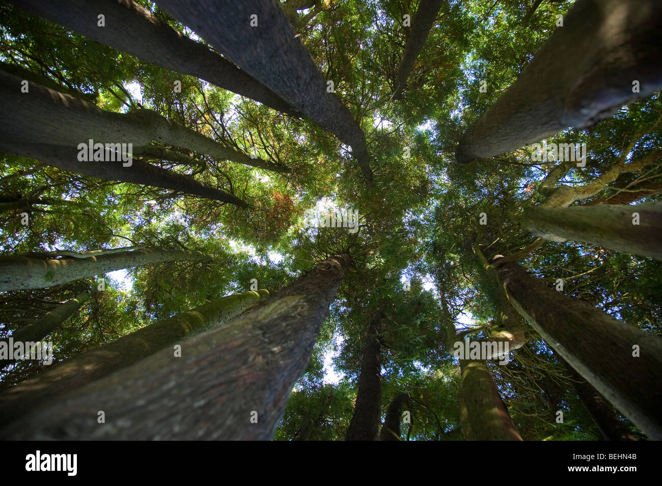 Low angle view of a cluster of trees Stock Photo - Alamy