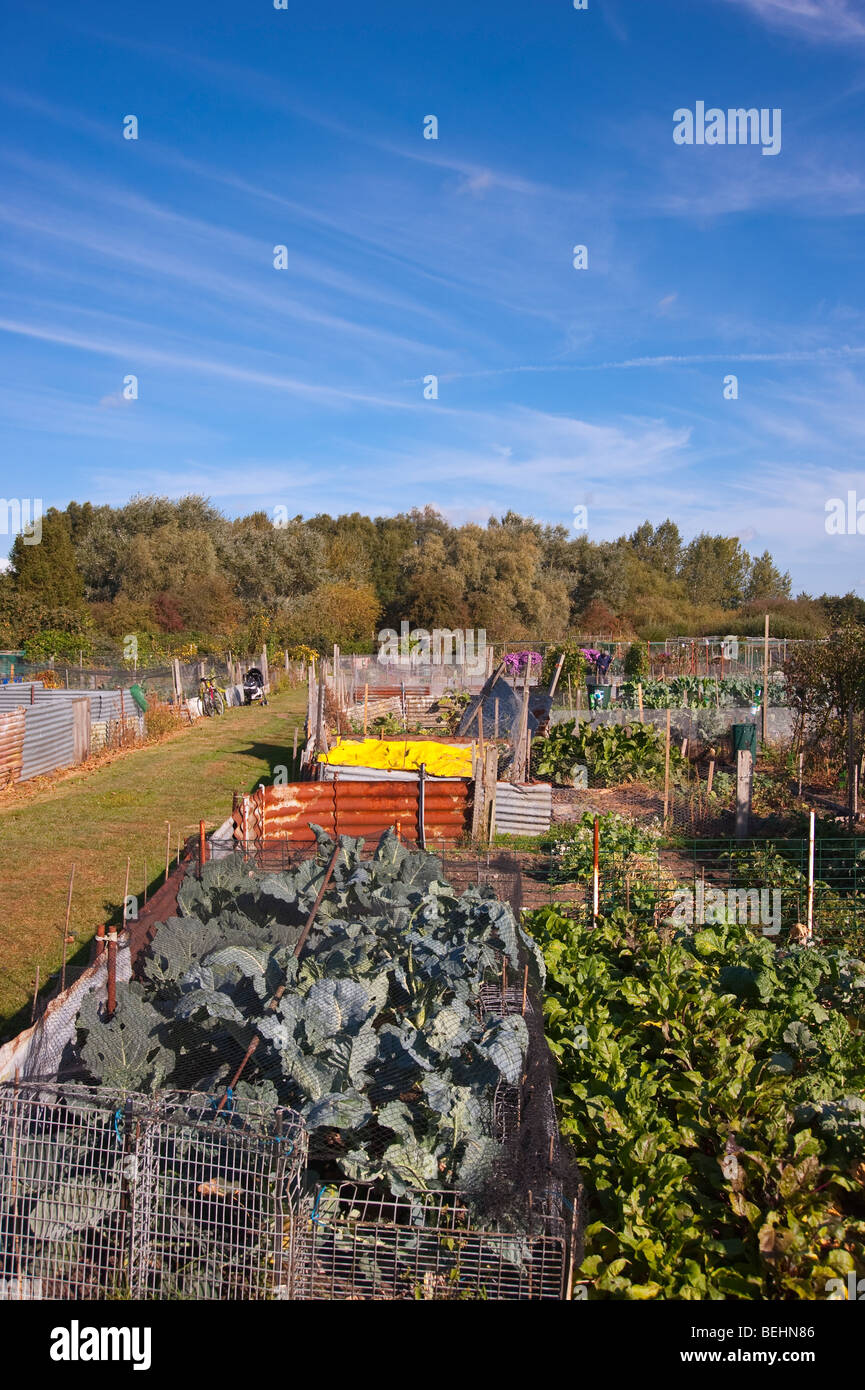 The allotments near the common in Beccles , suffolk , Uk Stock Photo ...