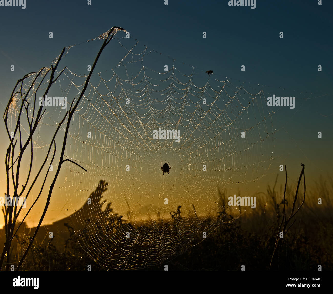 Spider web sunrise hi-res stock photography and images - Alamy