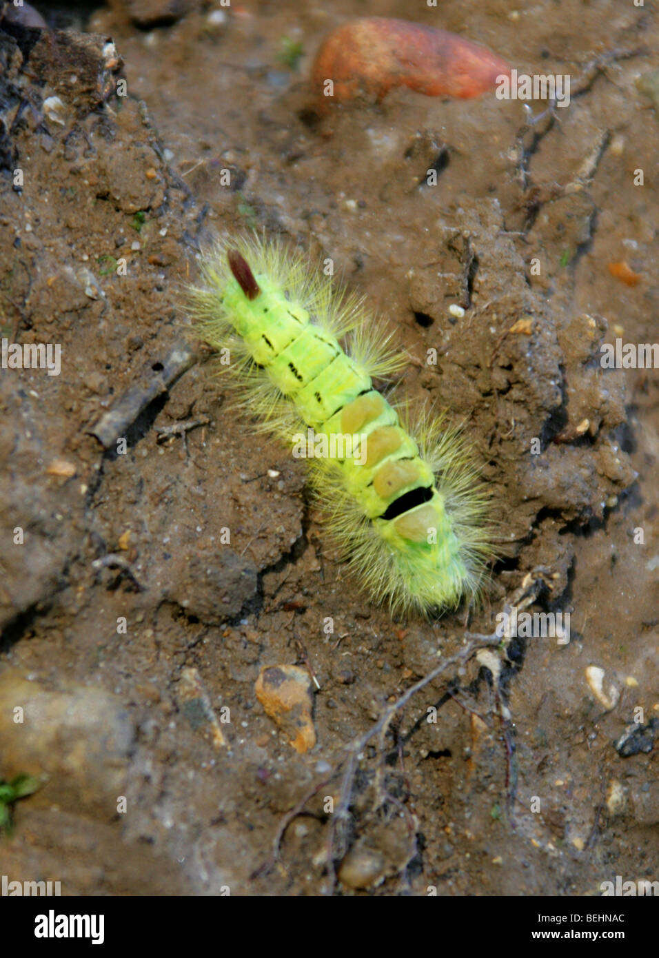 Caterpillar of the Pale Tussock Moth or Red-tail Moth, Calliteara ...