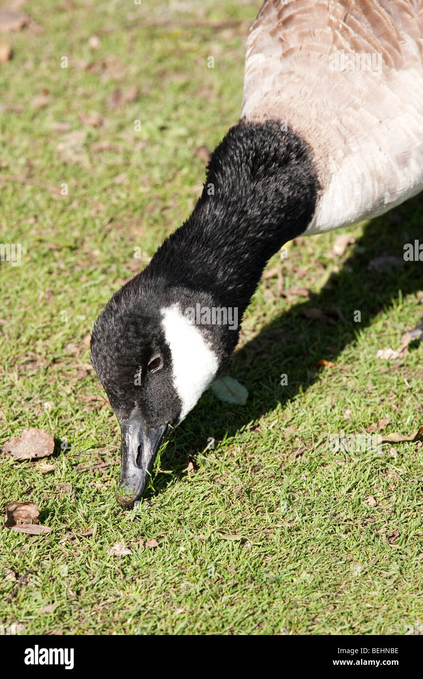 Geece hi-res stock photography and images - Alamy