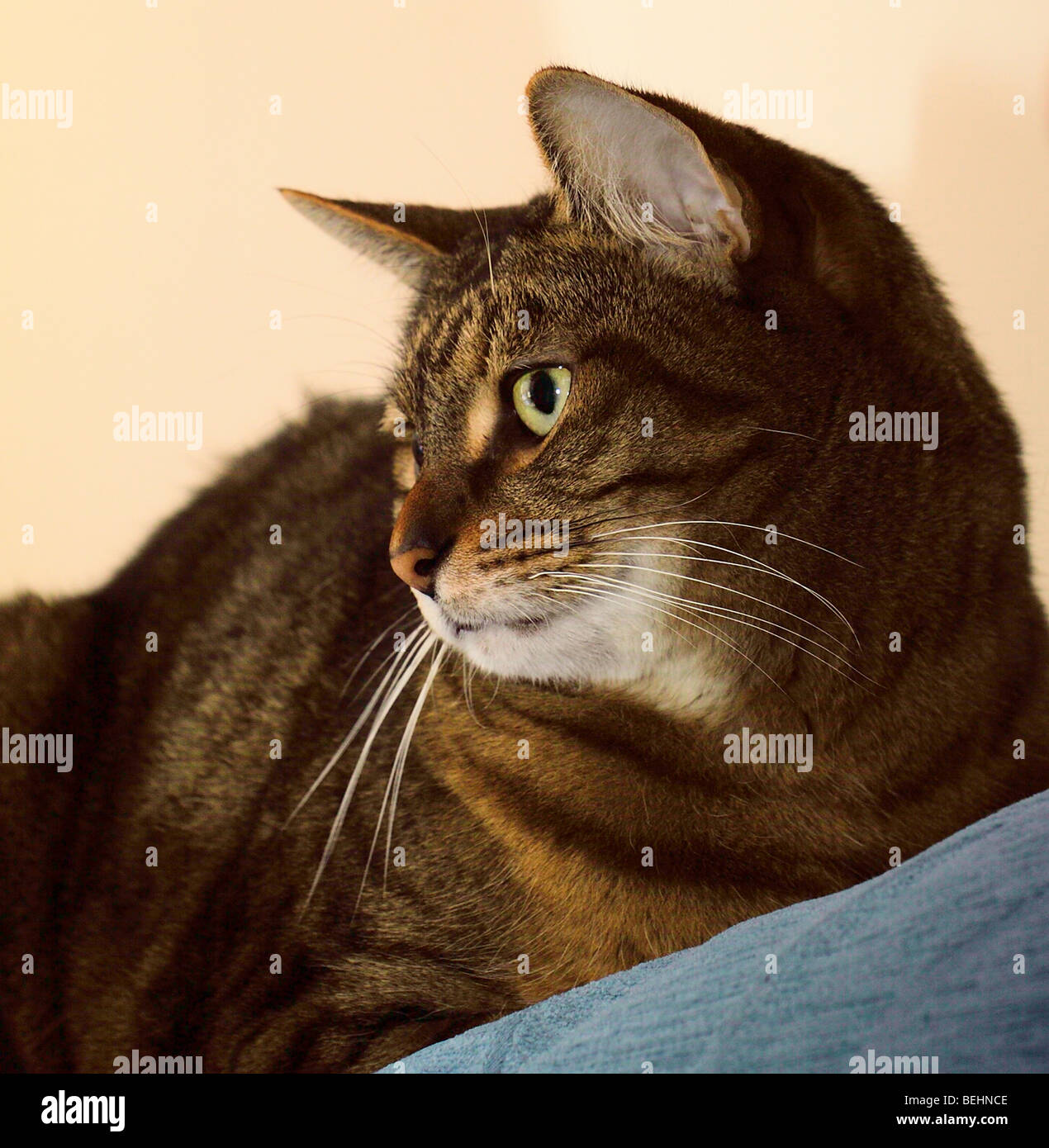 Tom cat pet hi-res stock photography and images - Alamy