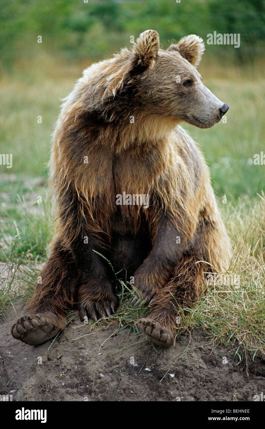 Sitting Bear