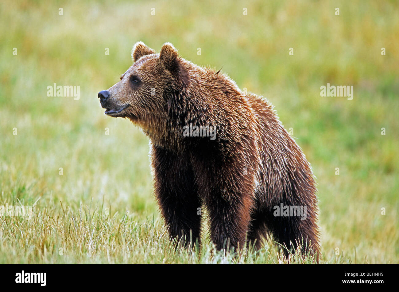 European brown bear (Ursus arctos) in grassland, Scandinavia, Sweden ...