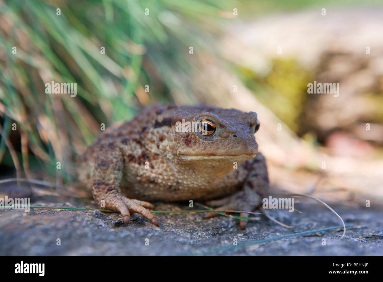 Toad sitting hi-res stock photography and images - Alamy