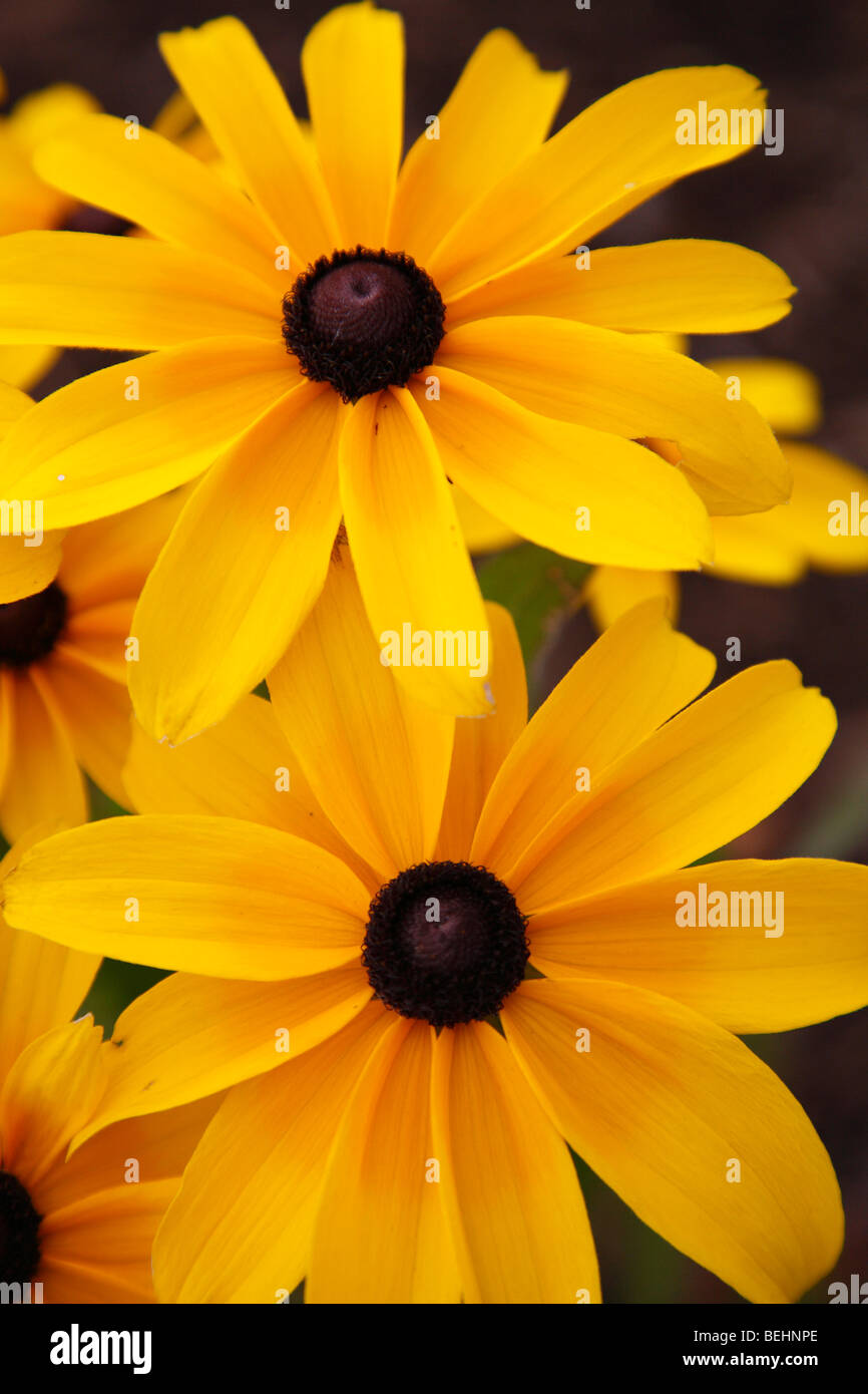 Susan hi res hi-res stock photography and images - Alamy