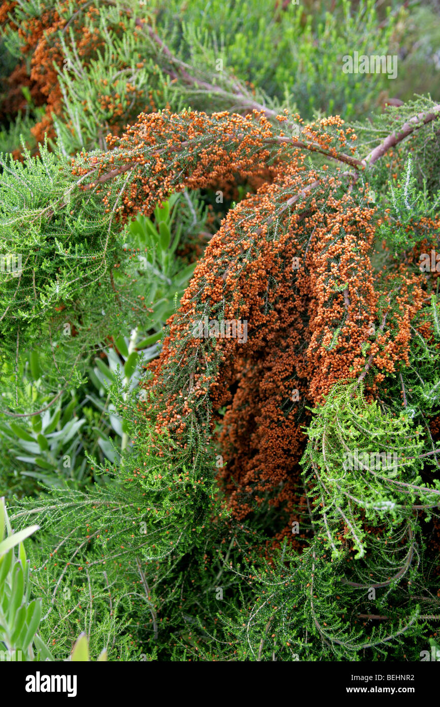 Erica sphaeroidea, syn Erica hirta, Ericaceae, South Africa Stock Photo ...