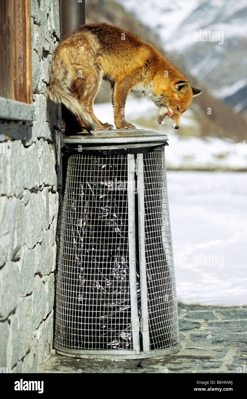 Fox bin hi-res stock photography and images - Alamy